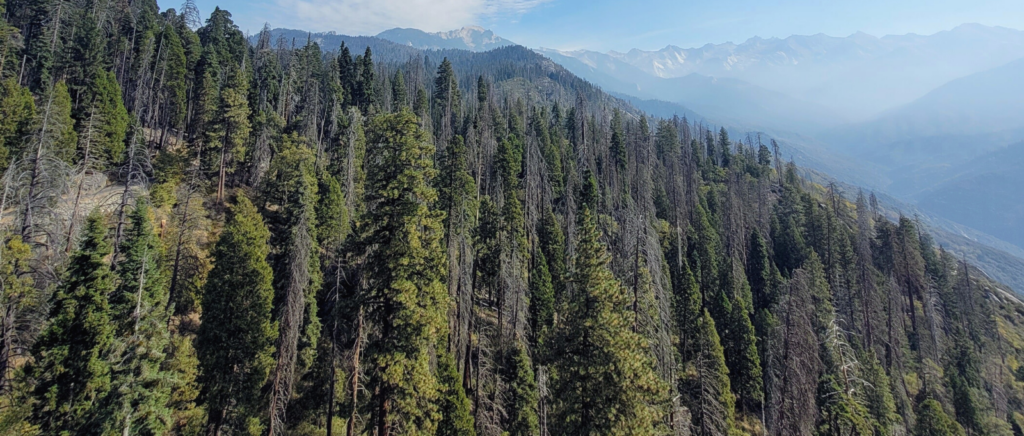 Environmental and Economic Strategies for Resilient Forest Management ...